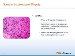 special stains | PDF
