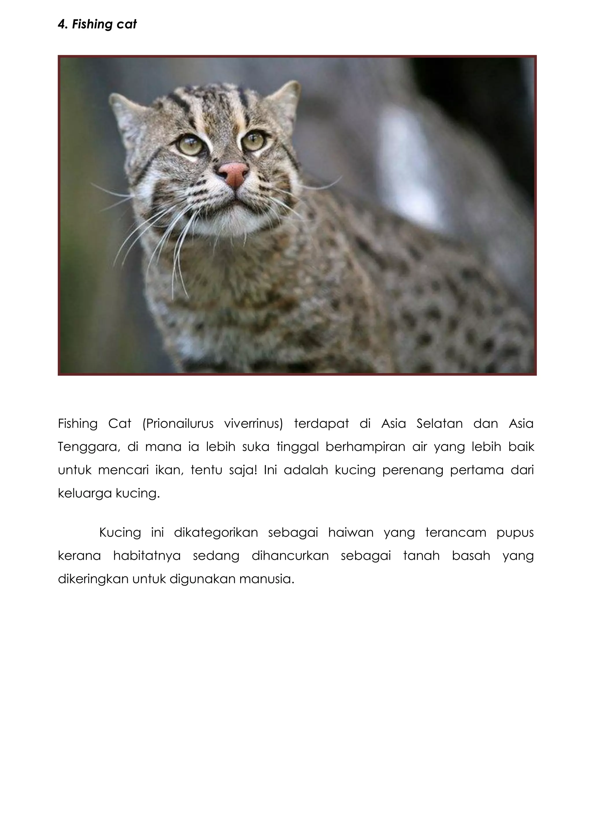 Spesies kucing hutan | PDF