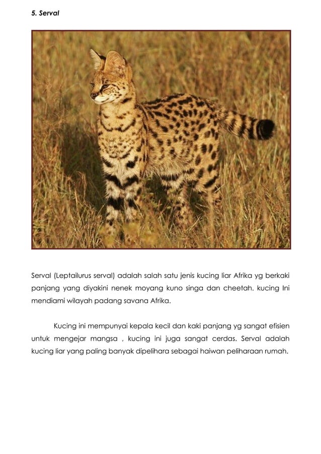 Spesies kucing hutan | PDF