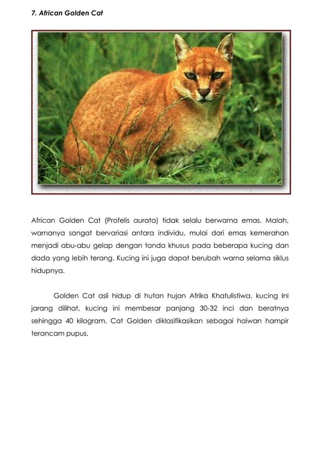 Spesies kucing hutan | PDF