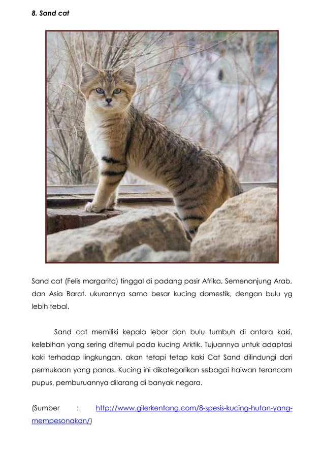 Spesies kucing hutan | PDF