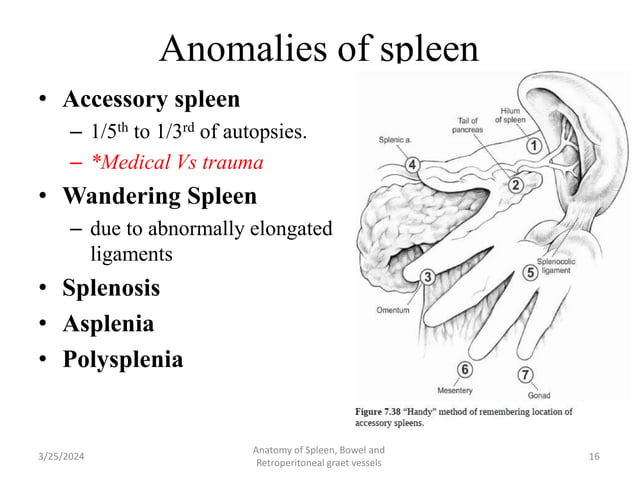 8 Spleen bowl and RP vesselsjjjjjjj.pptx | Digestive Disorders ...
