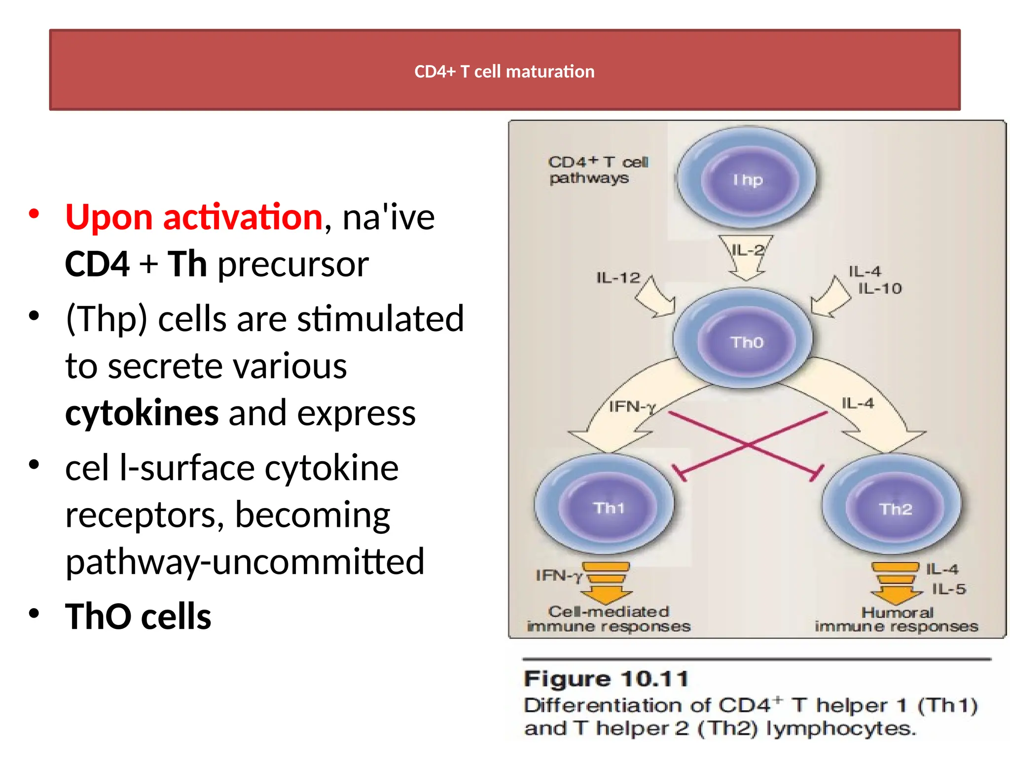 Activation of 8 T and B cell activation.pptx
