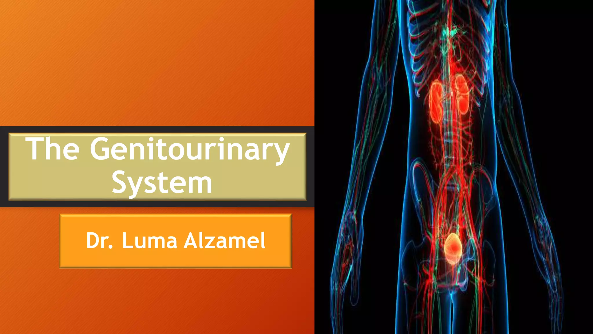 The Genitourinary System Ppsx