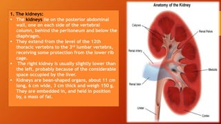 The Genitourinary System.ppsx