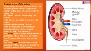 The Genitourinary System.ppsx