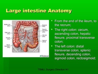 Surgical Anatomy Of Sigmoid Colon