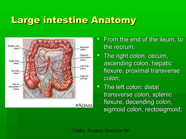 large intestine | PPT | Digestive Disorders | Diseases and Conditions