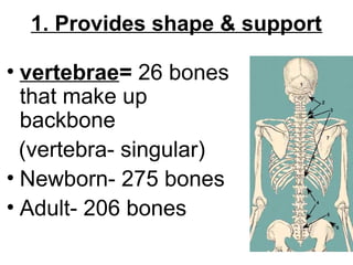 8thgrade-ch-1sec-2skeletalsystem-110107081300-phpapp02.ppt
