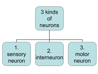 8th grade ch. 6 sec. 1 nervous system | PPT