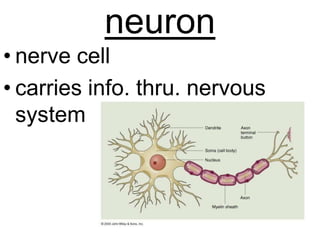 8th grade ch. 6 sec. 1 nervous system | PPT