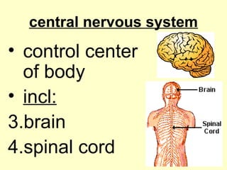 8th grade ch. 6 sec. 2 divisions of the nervous system | PPT