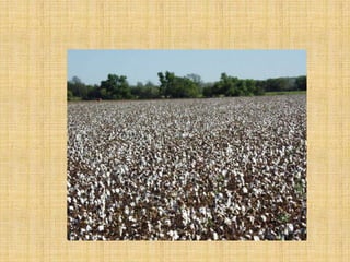 Pacolet Textile Mills | PPTX