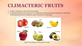 Fruit Ripening | PPTX