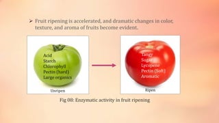 Fruit Ripening | PPTX