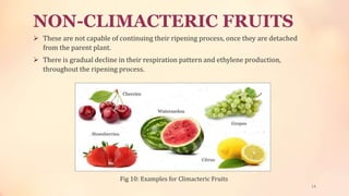 Fruit Ripening | PPTX