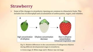 Fruit Ripening | PPTX