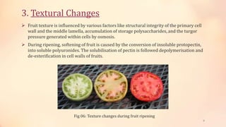 Fruit Ripening | PPTX