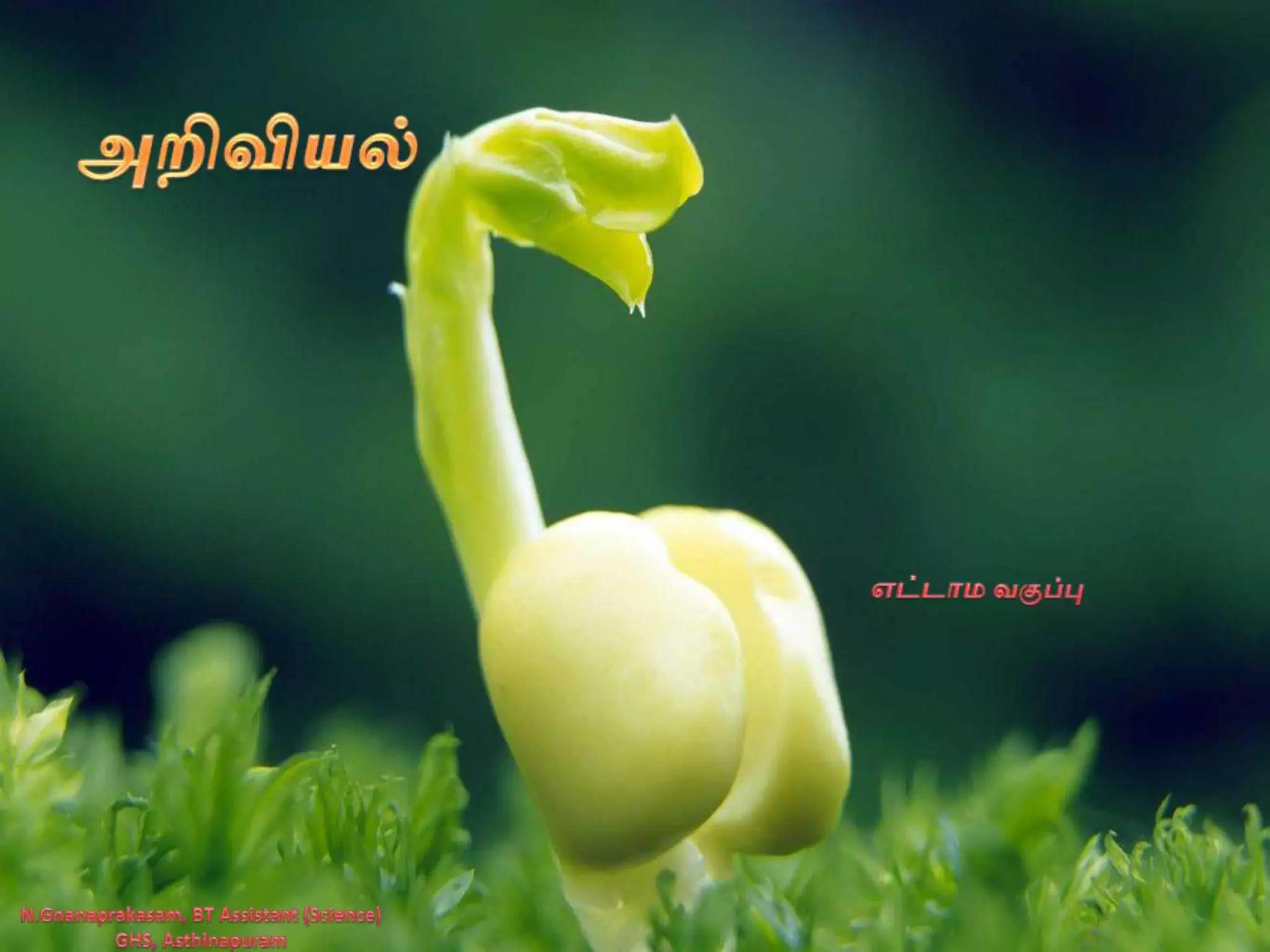 VIII th STD - THAVARA ULAGAM | PPTX
