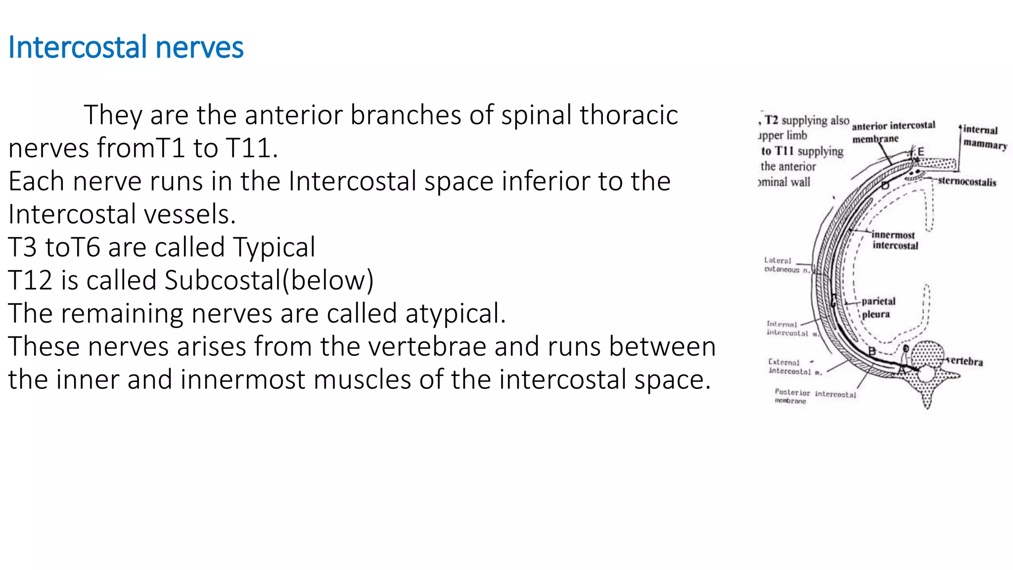 8th thoracic Bone.pptx