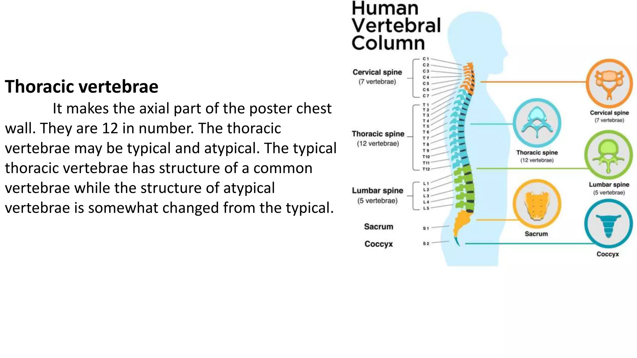 8th thoracic Bone.pptx