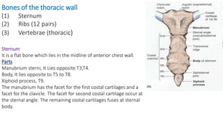 8th thoracic Bone.pptx