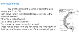 8th thoracic Bone.pptx
