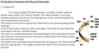 8th thoracic Bone.pptx
