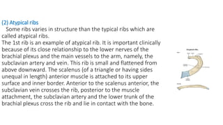 8th thoracic Bone.pptx