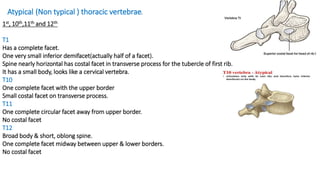 8th thoracic Bone.pptx