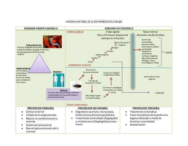 Historia Natural De La Enfermedad De Chagas
