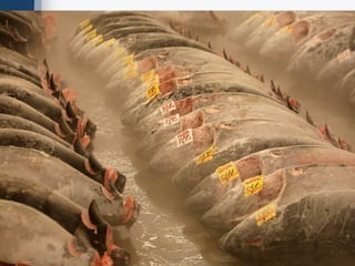 freezing and chilling in fish processing | PPT