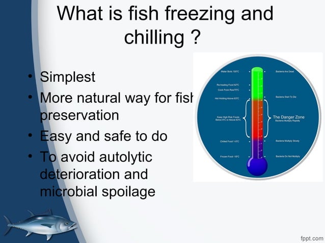 freezing and chilling in fish processing | PPT | Fish and Aquariums | Pets