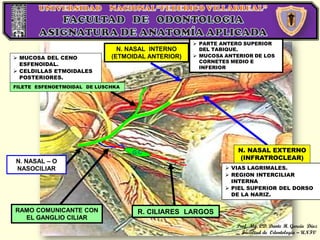 8 va ANATOMÍA APLICADA 2024 ODONTOLOGIA | PDF