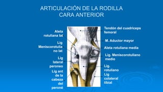 8vo articulaciones del miembro inferior | PPTX