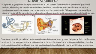 Octavo par craneal (nervio vestibulo coclear) | PPTX