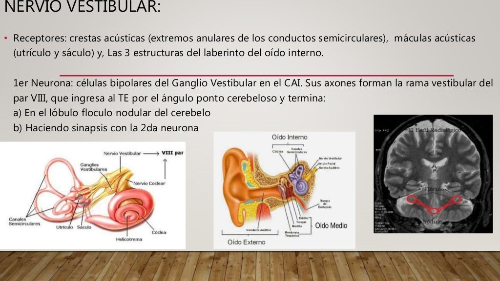 Octavo Par Craneal Nervio Vestibulo Coclear | Images and Photos finder