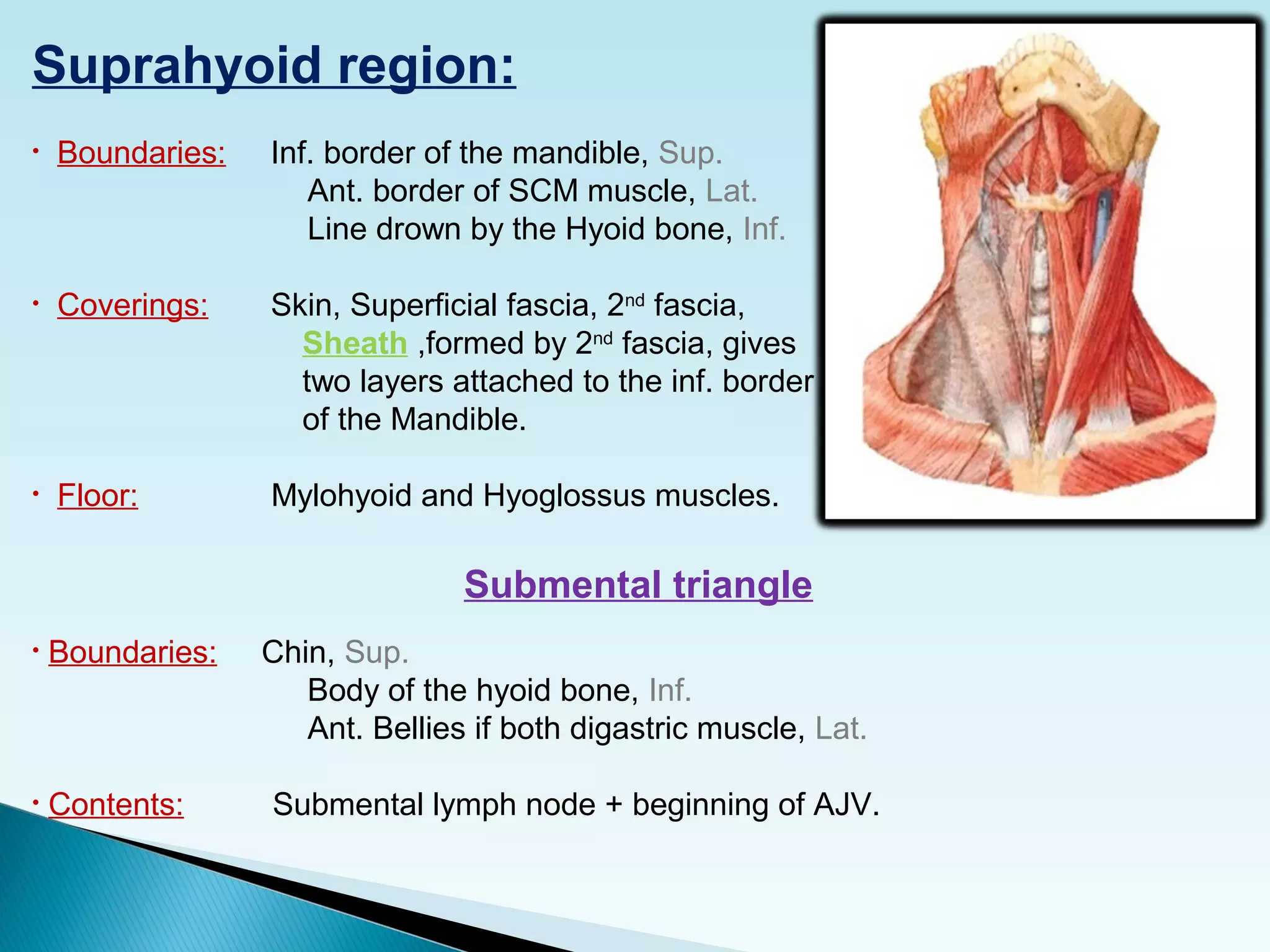 Triangles of the neck | PPT
