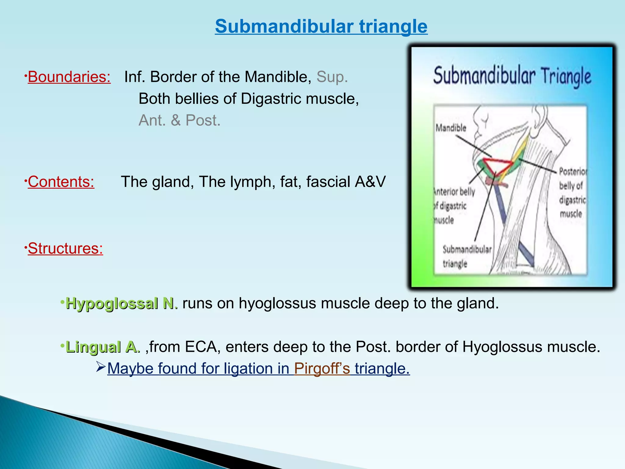 Triangles of the neck | PPT