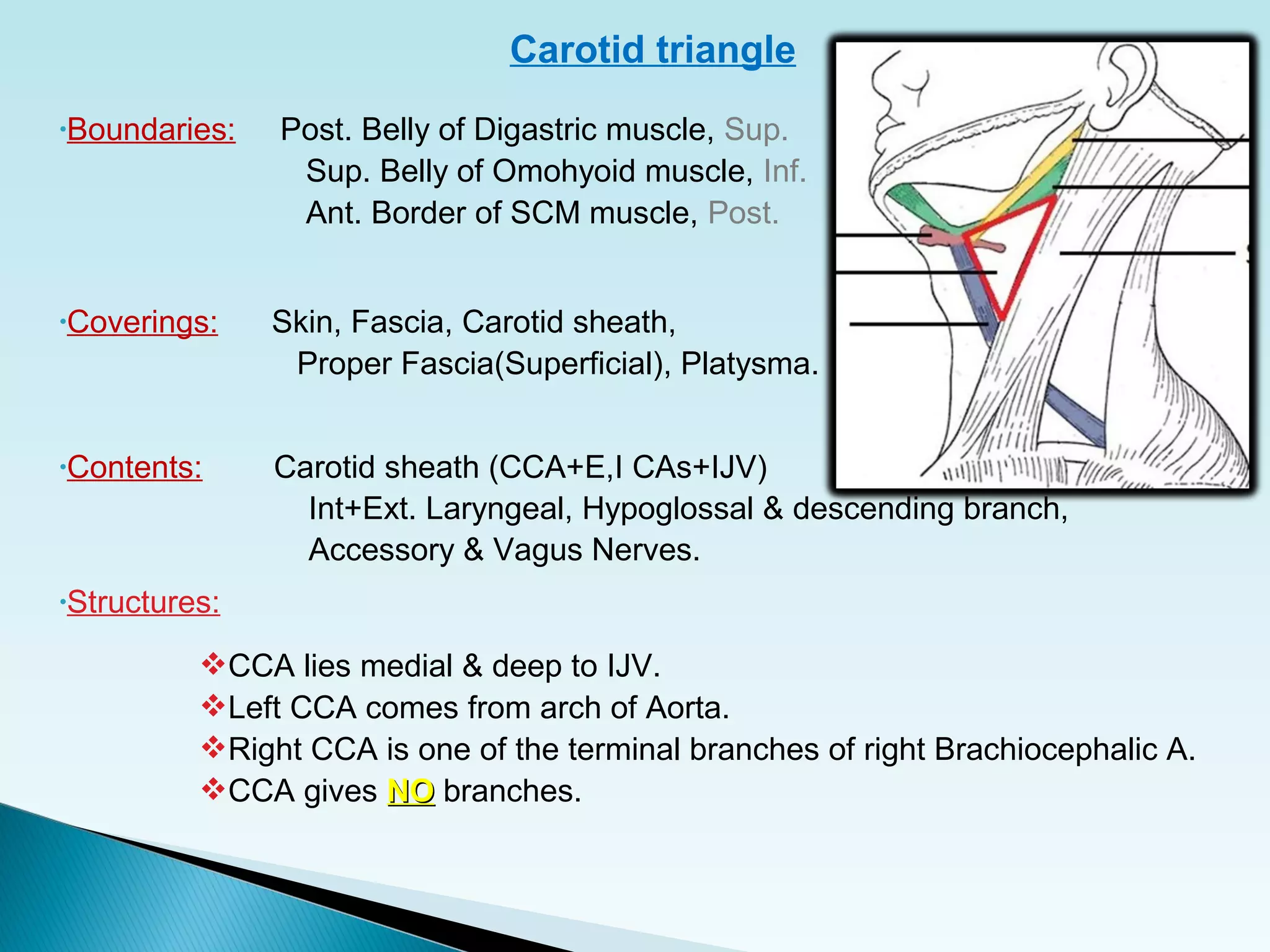 Triangles of the neck | PPT