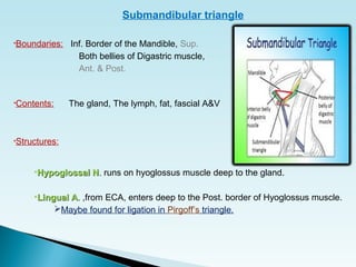 Triangles of the neck | PPT