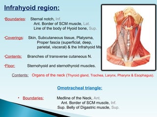Triangles of the neck | PPT