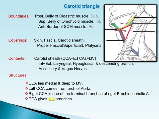Triangles of the neck | PPT | Free Download