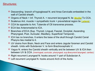 Triangles of the neck | PPT