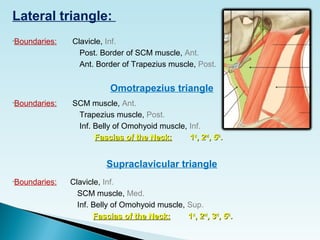 Triangles of the neck | PPT