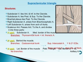 Triangles of the neck | PPT