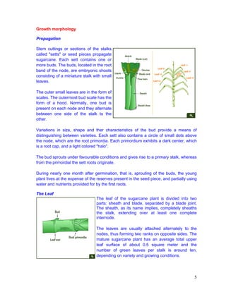 sugarcane | PDF