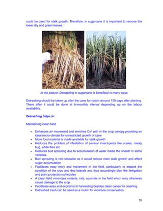 sugarcane | PDF
