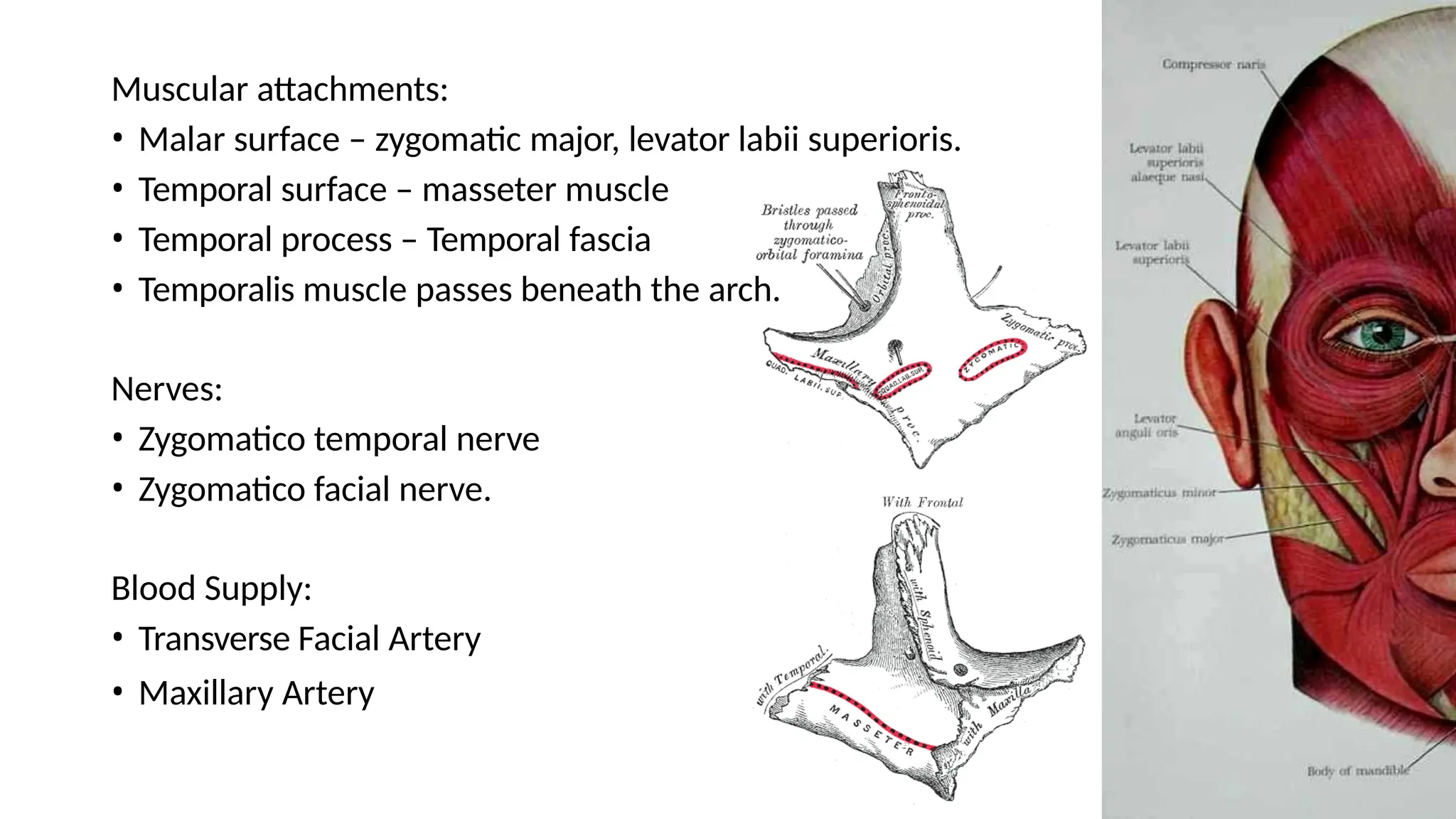 8zygomaticomaxillarycomplexfractures-220403140435.pptx