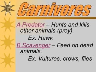 food chains and Relationships | PPT